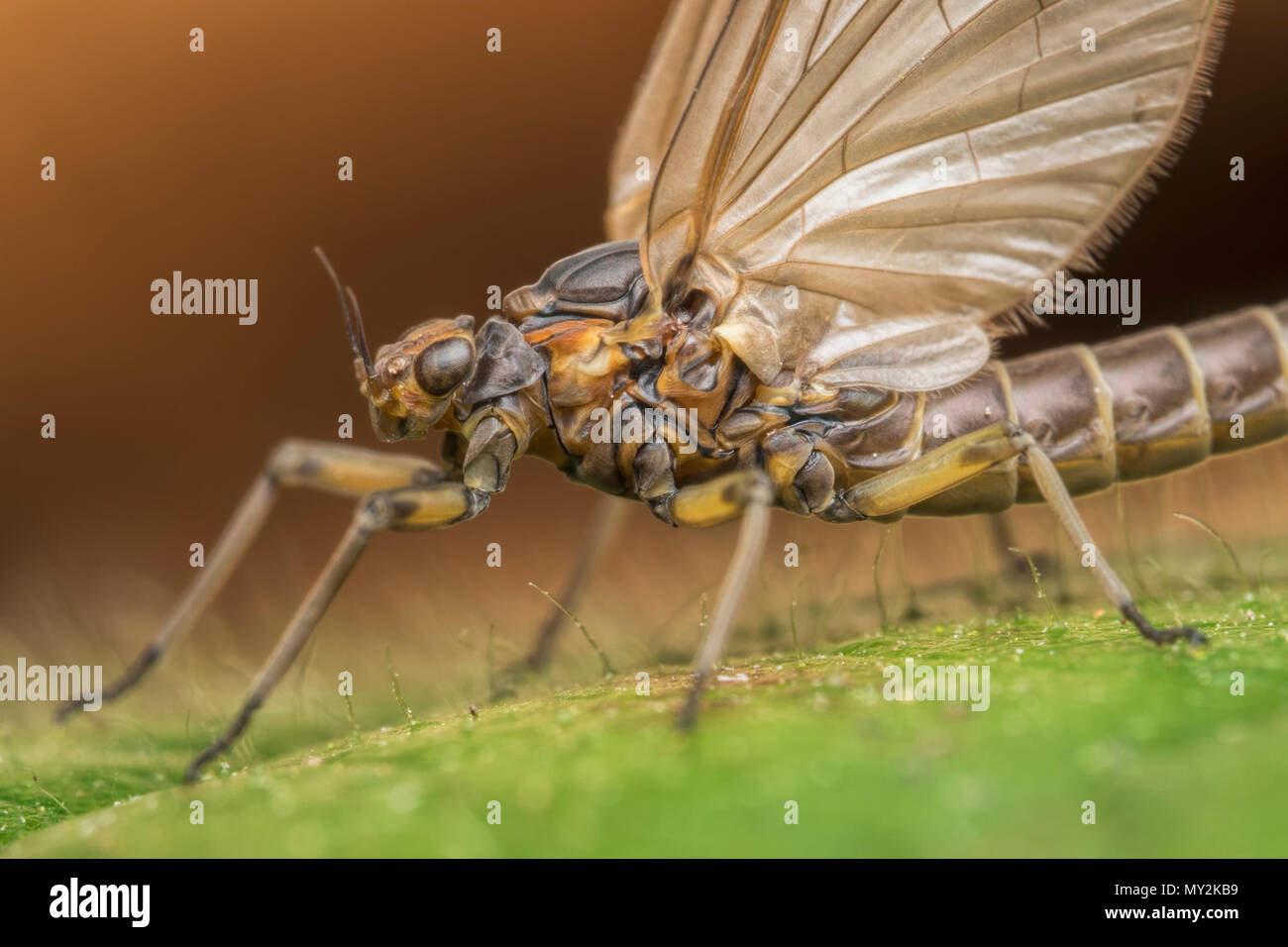 May fly hi-res stock photography and images - Alamy