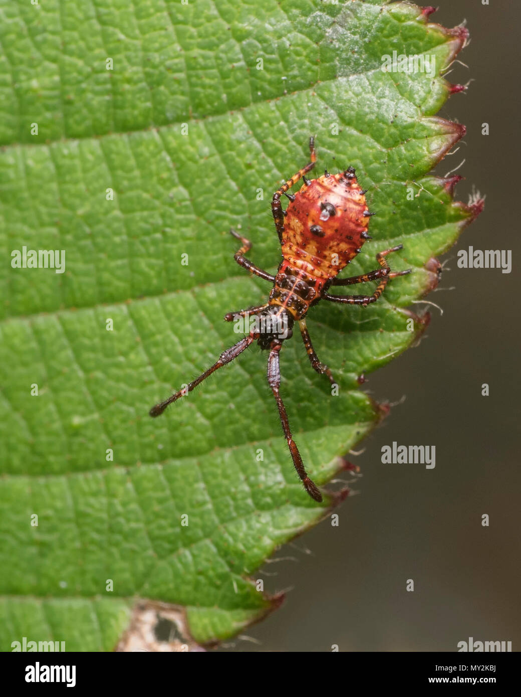 Early instar nymph of a Dock Bug (Coreus marginatus) on bramble leaf ...