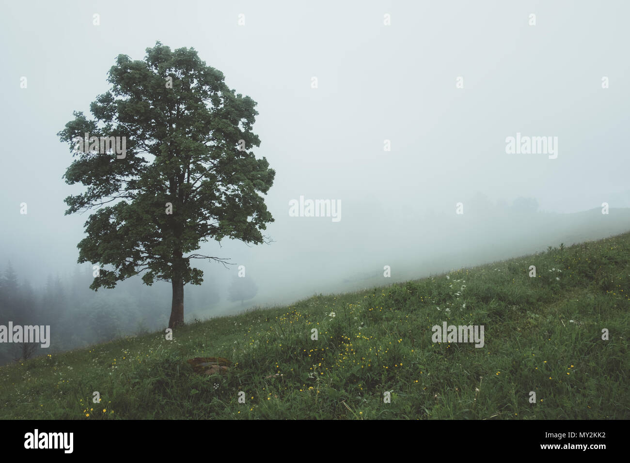 Alone tree in the fog Stock Photo - Alamy