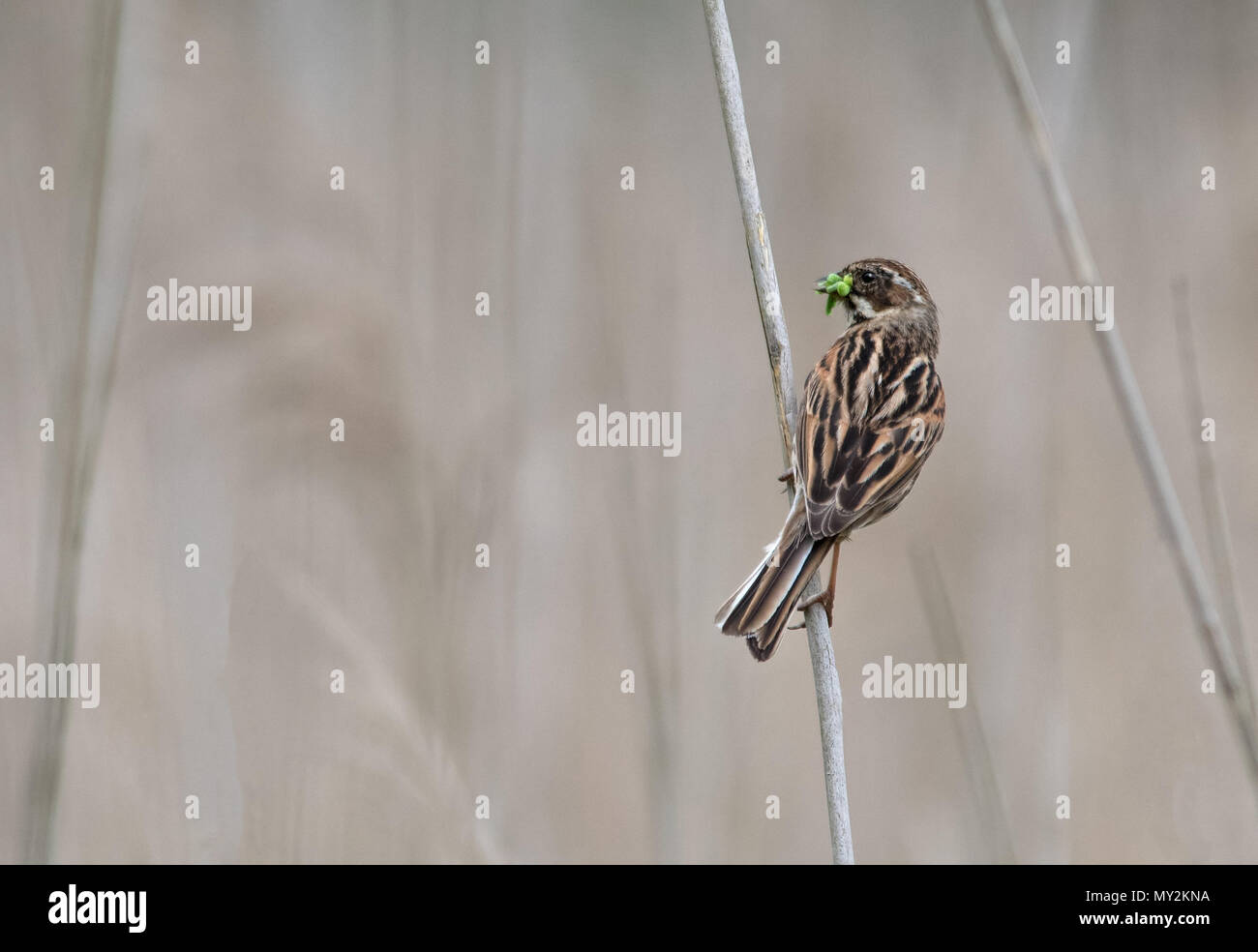 Male Reed Bunting-Emberiza schoeniclus takes food to young. Uk Stock ...