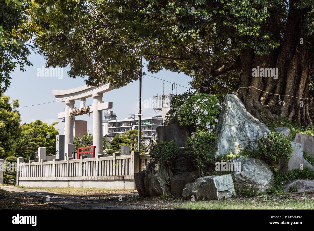 Shinto Shrine with Torii and Ancient Tree Stock Photo - Alamy