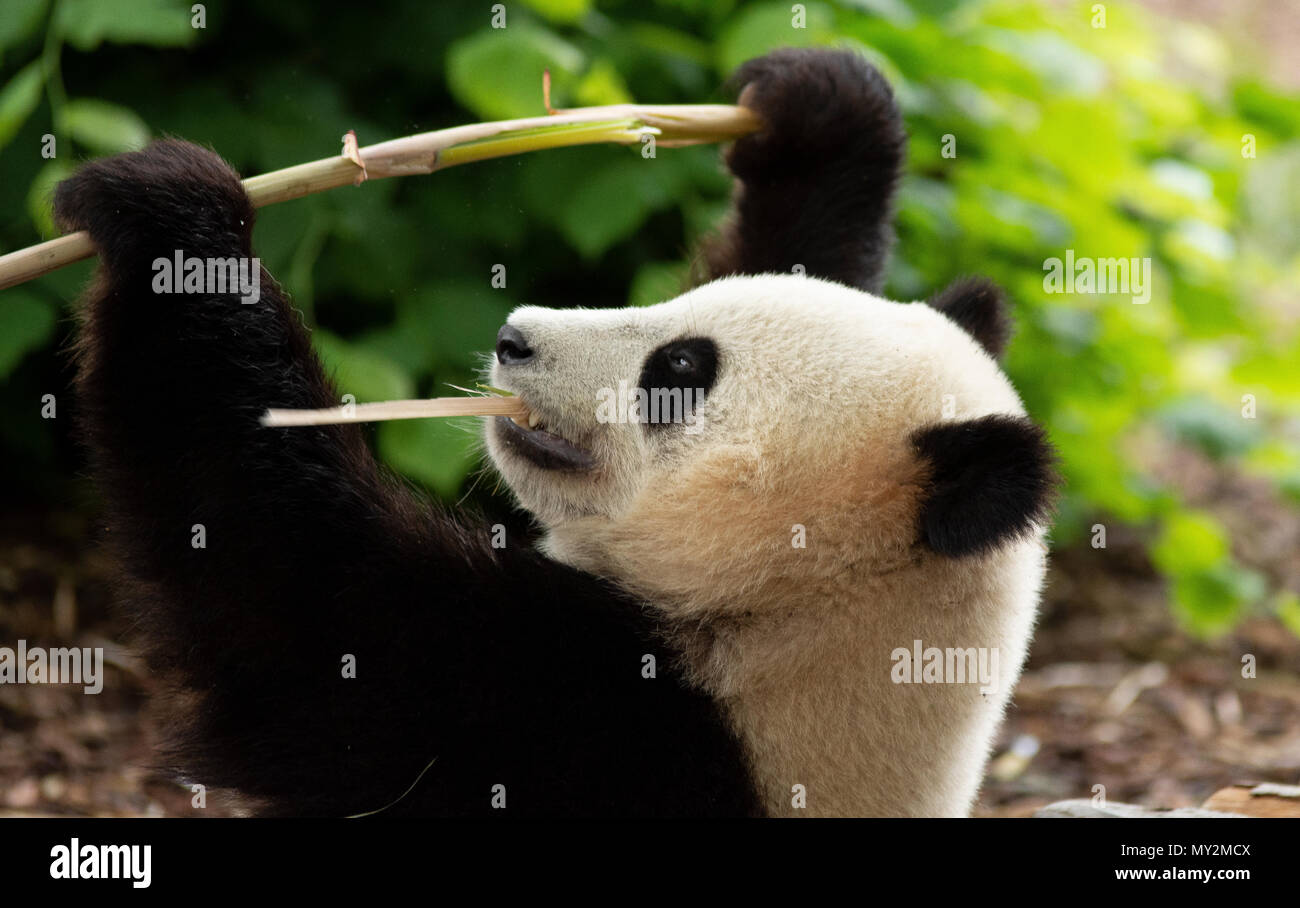 panda bear in Pairi Daiza zoo,Belgium Stock Photo - Alamy