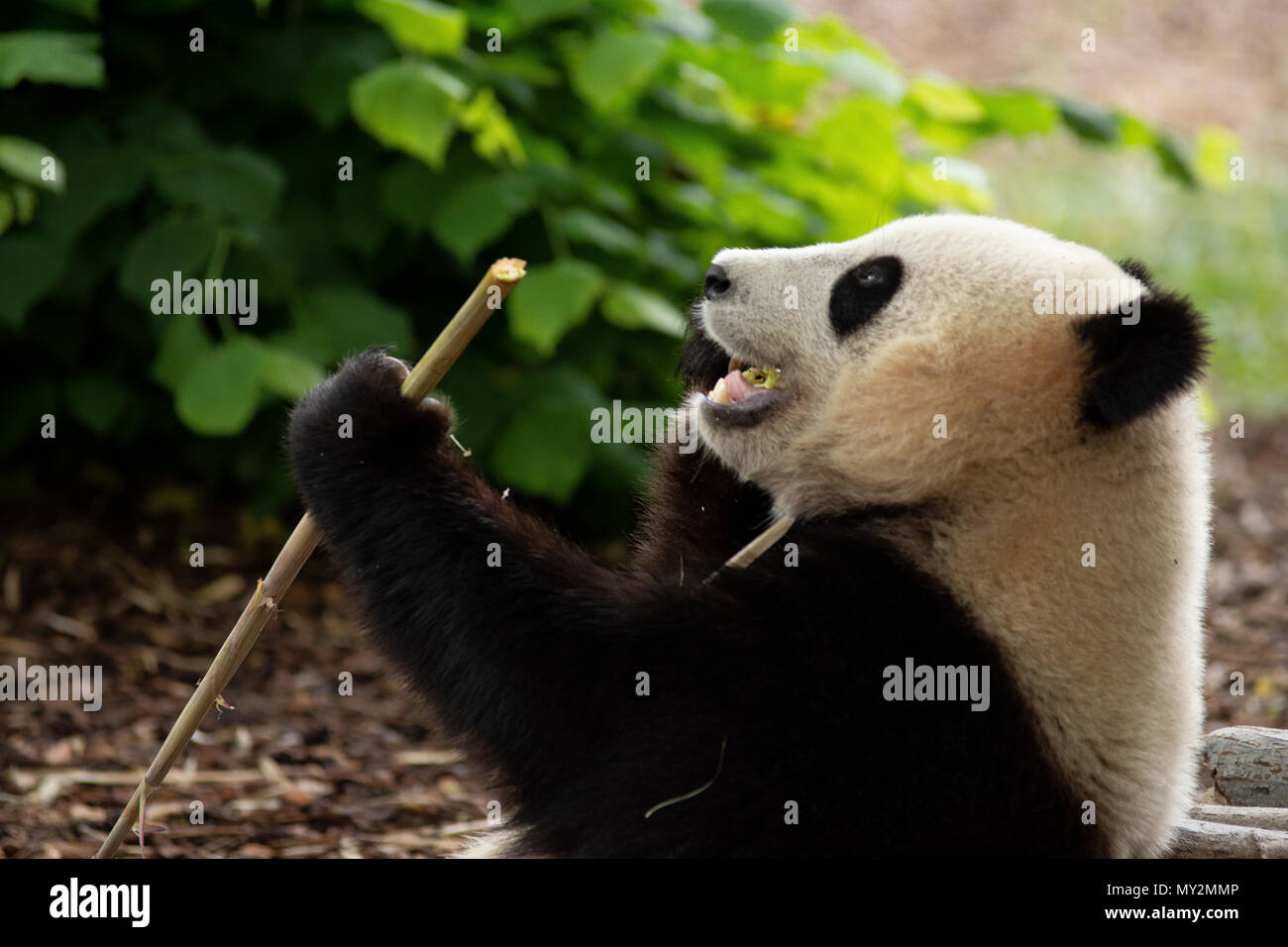 Panda ecology hi-res stock photography and images - Alamy