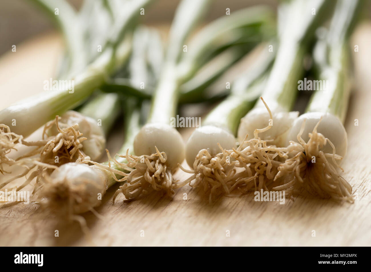 Spring onions bought from a supermarket on a wooden chopping board ...