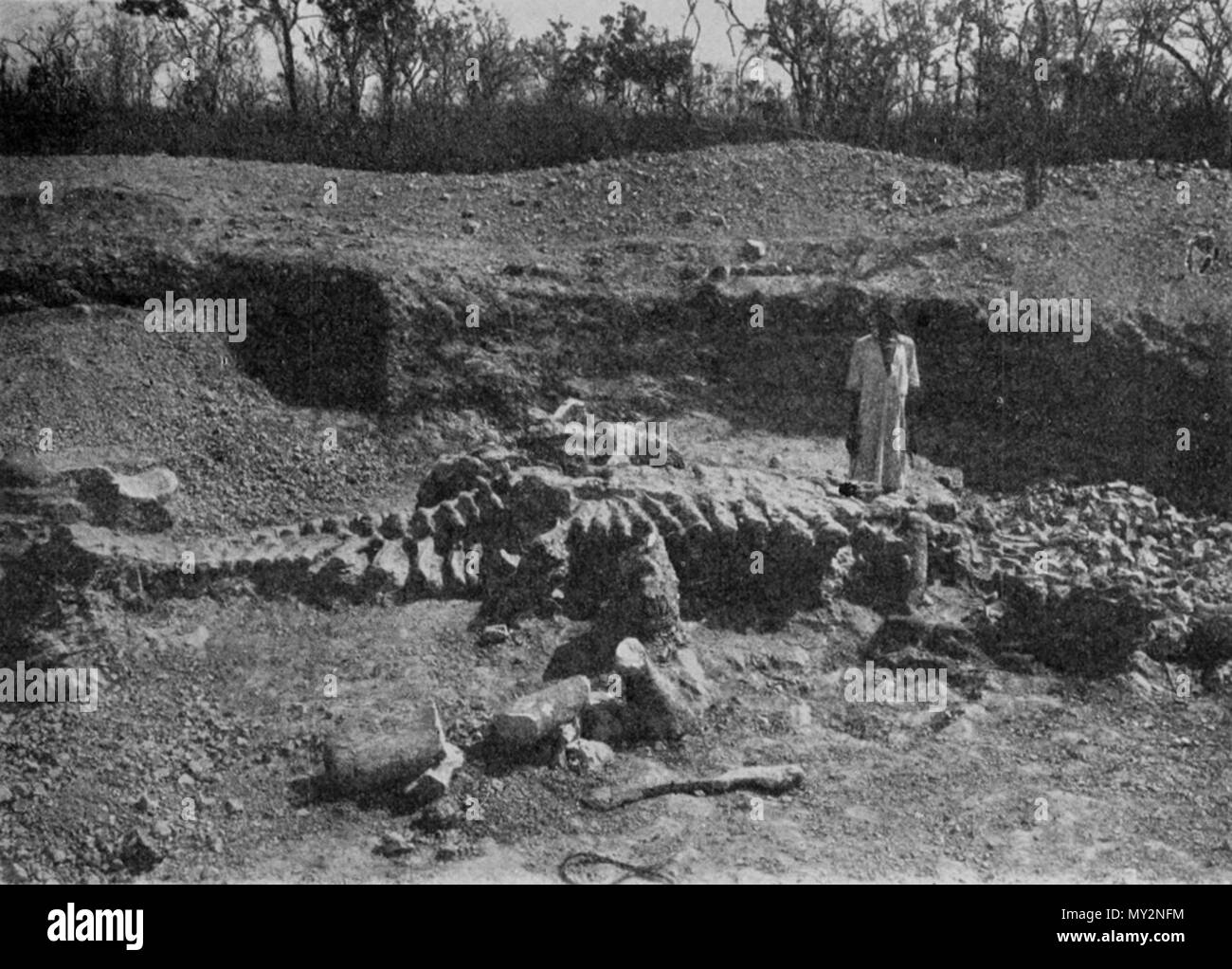 Tendaguru formation hi-res stock photography and images - Alamy