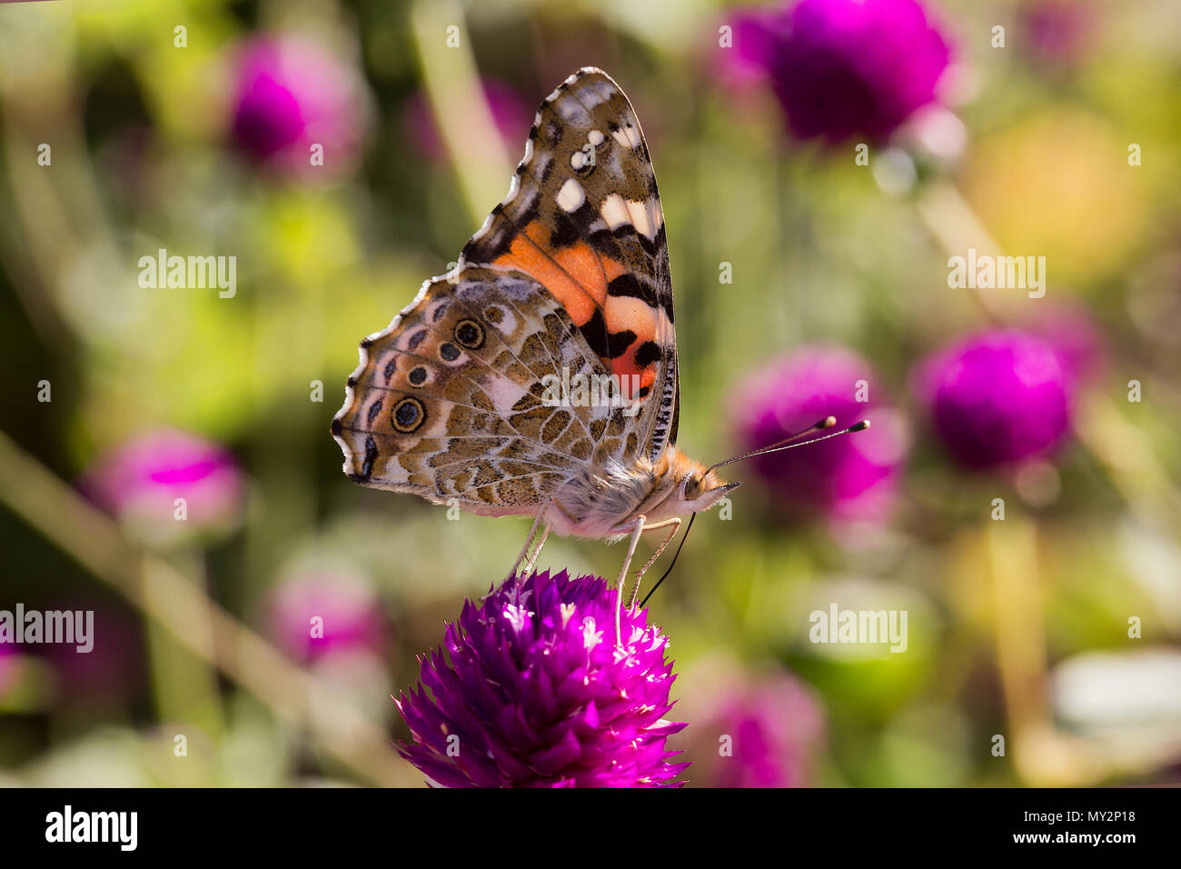 Russia butterfly hi-res stock photography and images - Alamy