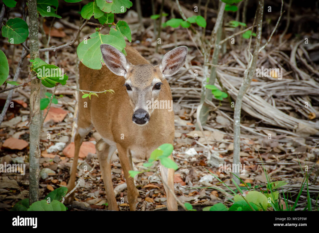 Florida key deer swim hi-res stock photography and images - Alamy