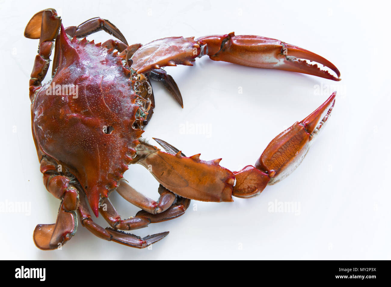 Top view of red cooked crab on white background with space for text or ...