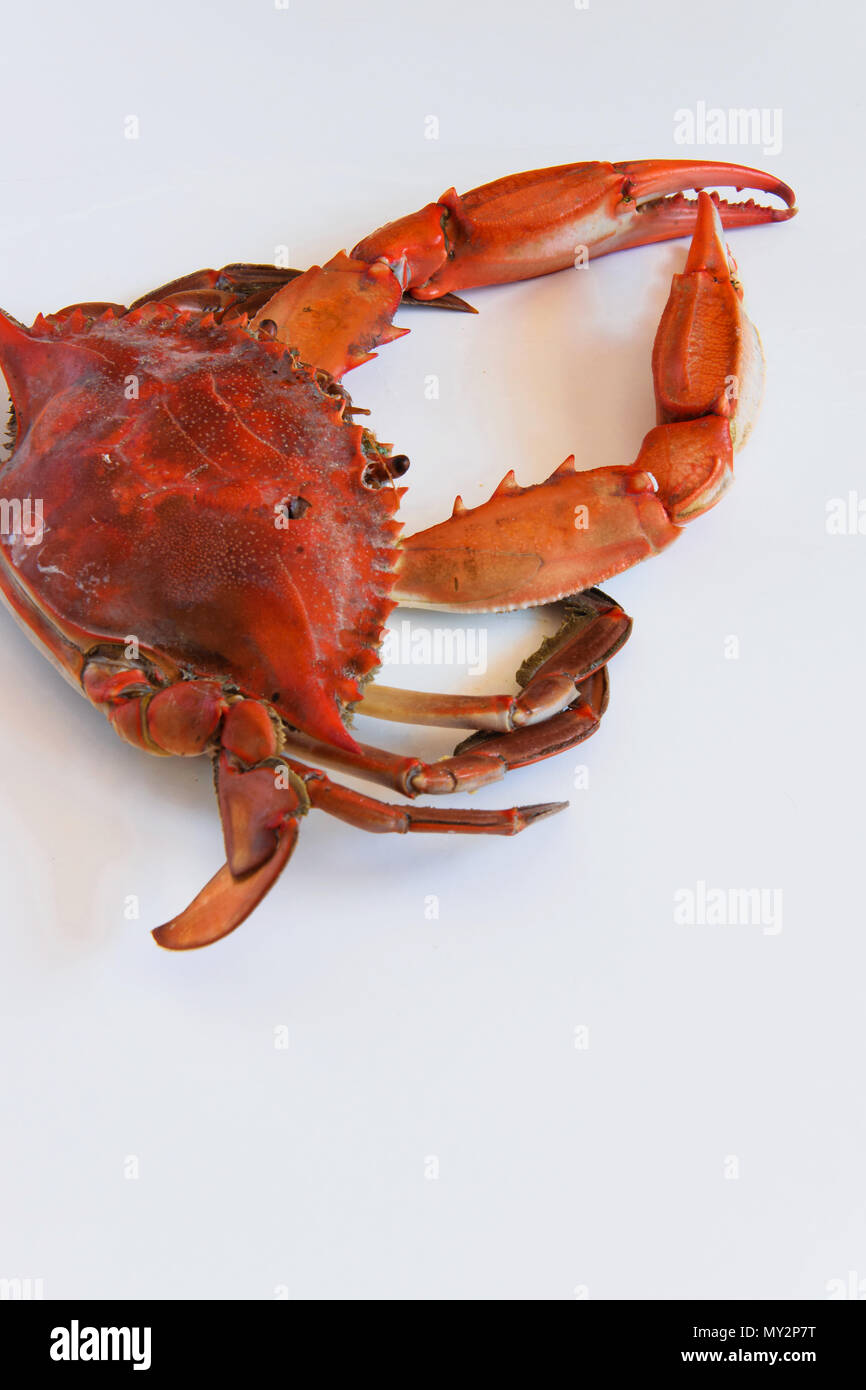 Top view of red cooked crab on white background with space for text or ...