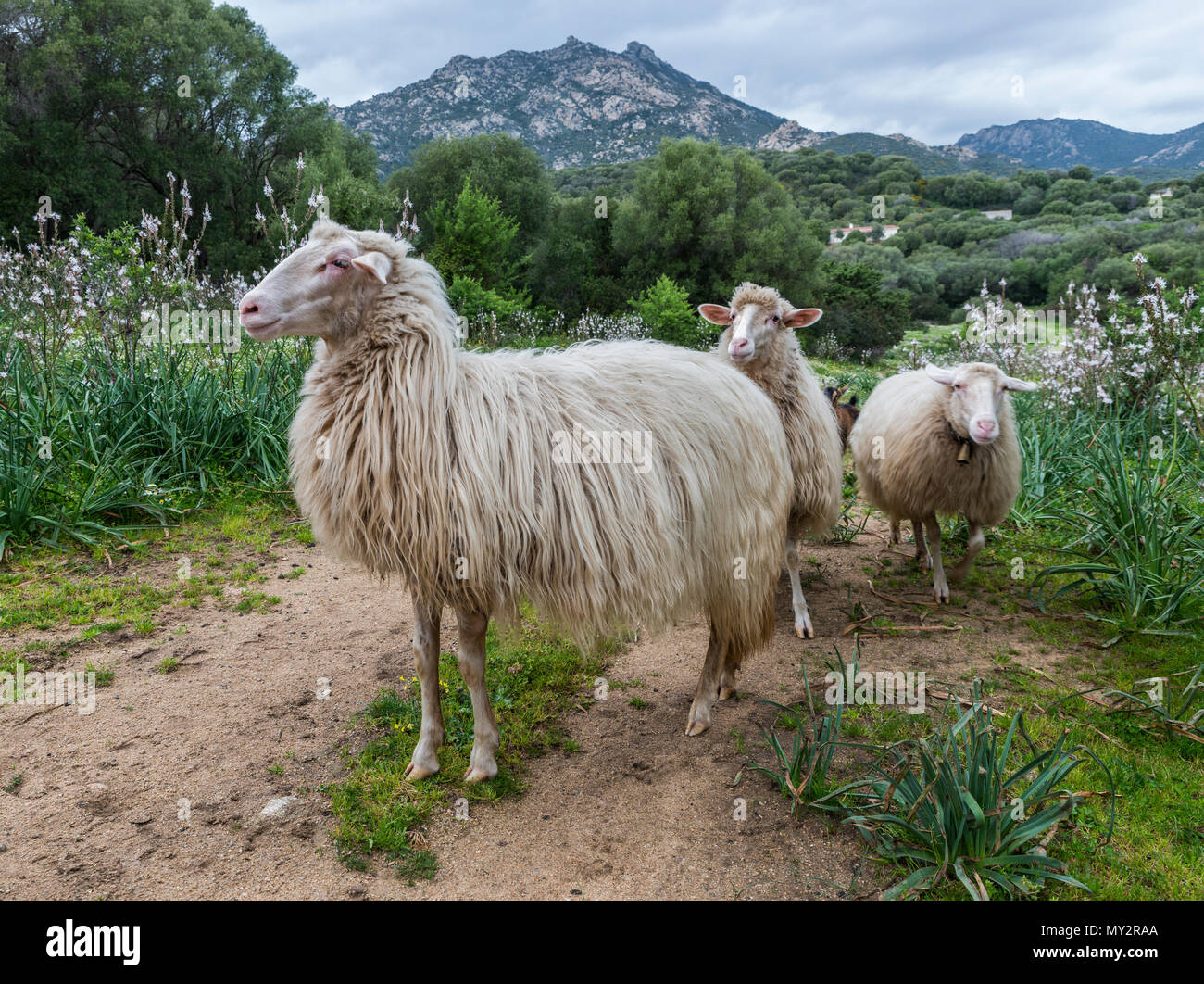 three sardinia sheep with mountians and beautifull landscape as ...