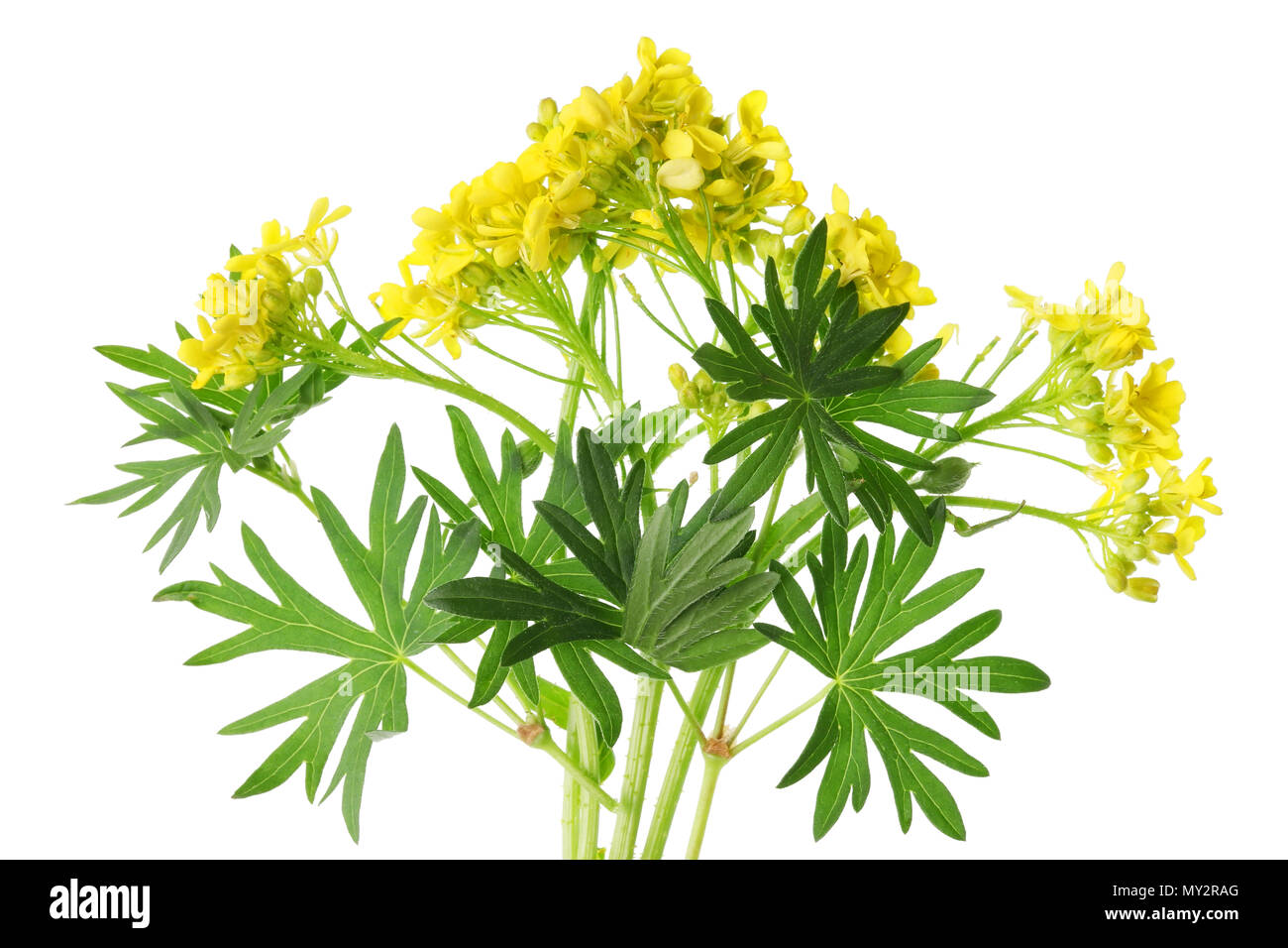 5 leaf yellow flower hi-res stock photography and images - Alamy