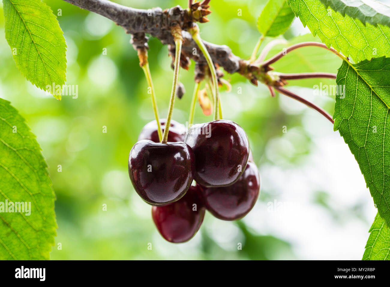 Cherry food hi-res stock photography and images - Alamy