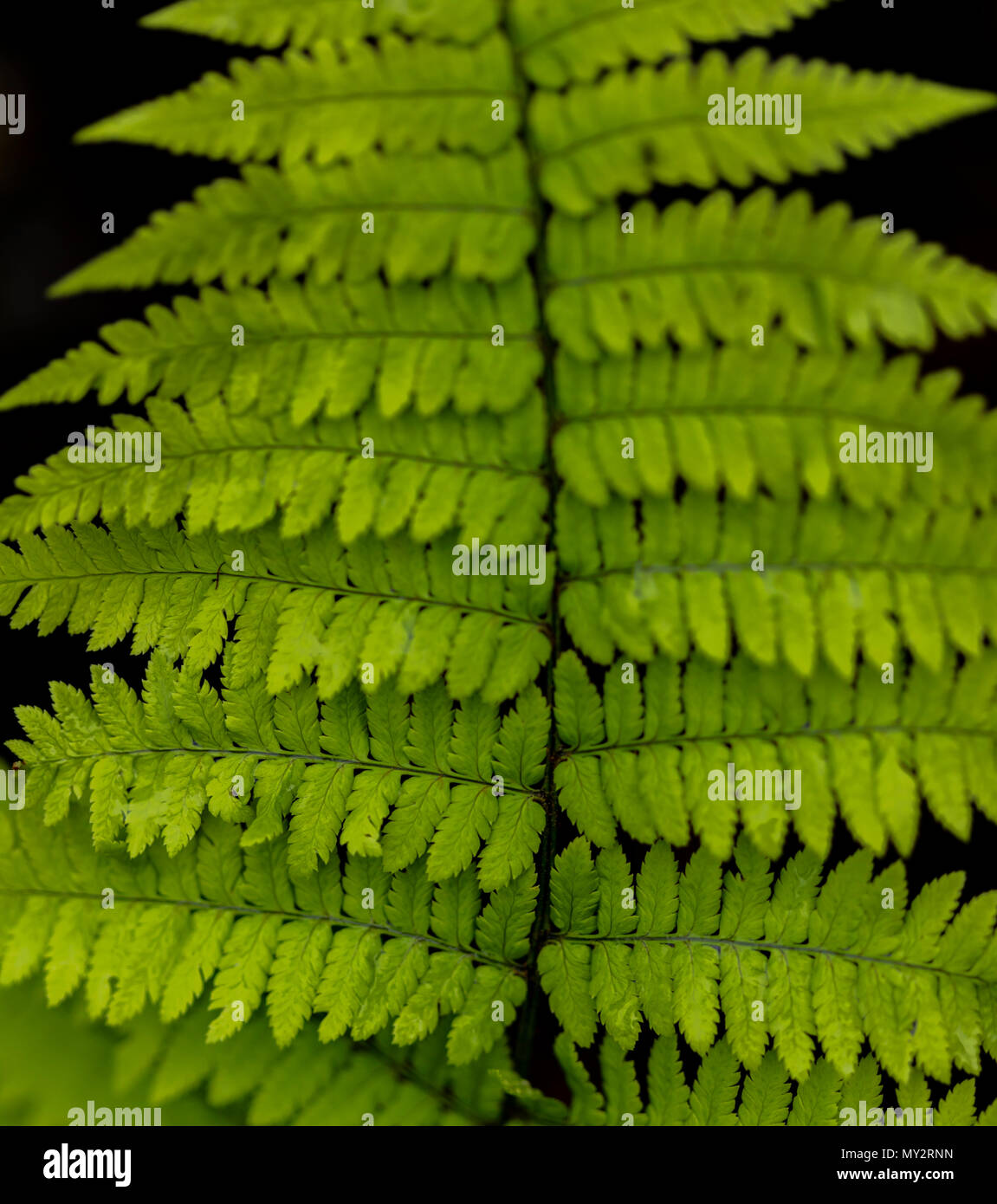 Remota hi-res stock photography and images - Alamy