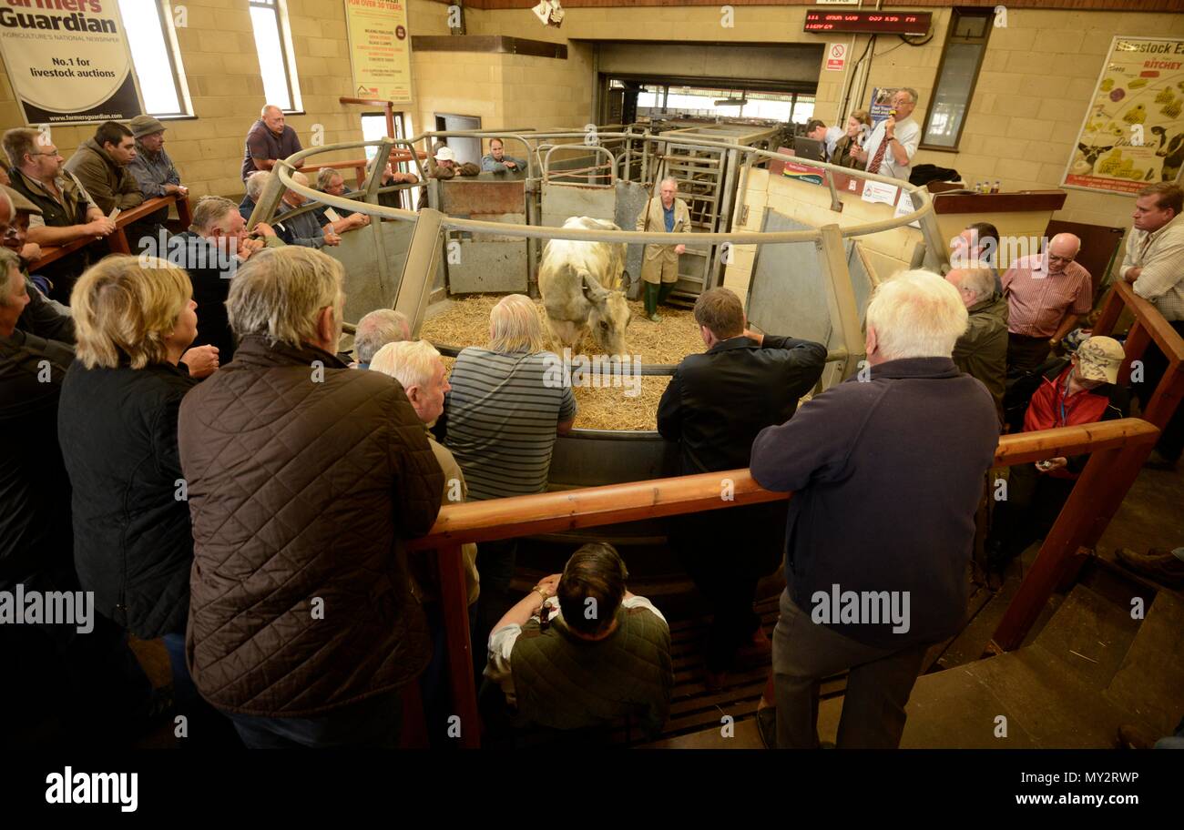 Frome farmers market hi-res stock photography and images - Alamy
