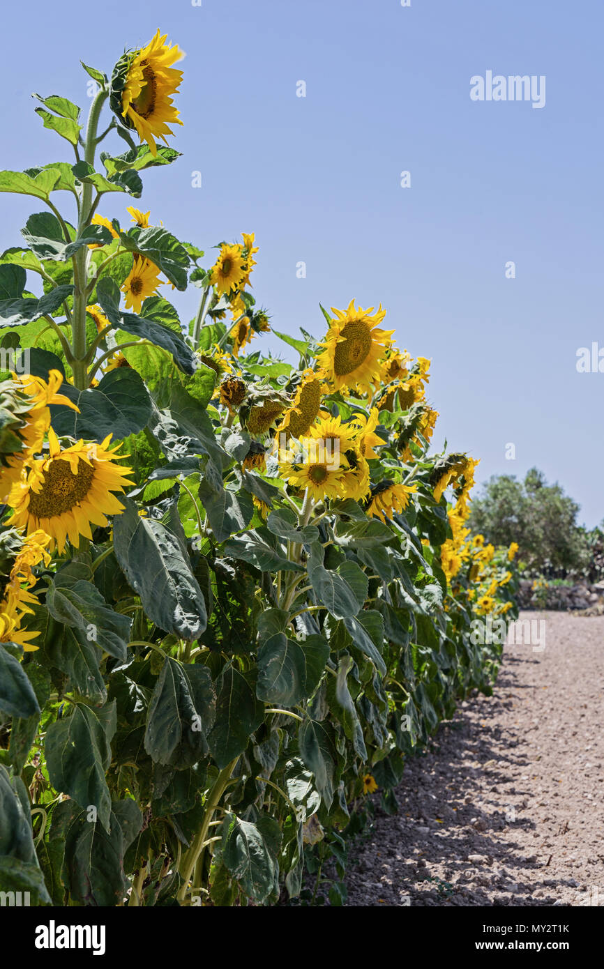 Growing in row sunflowers on field in rays of sun, growing ecologically ...