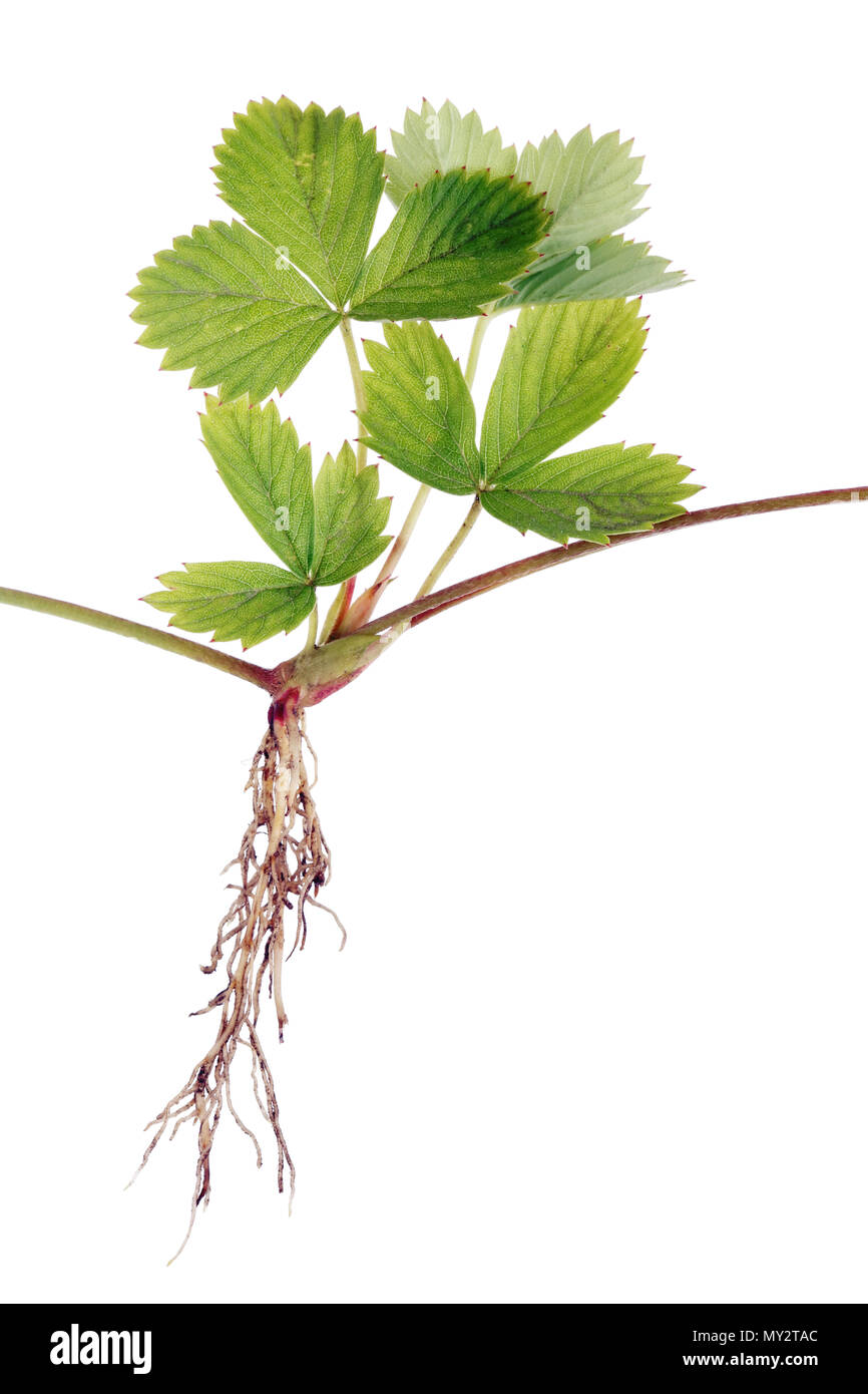 Strawberry plant roots Cut Out Stock Images & Pictures - Alamy