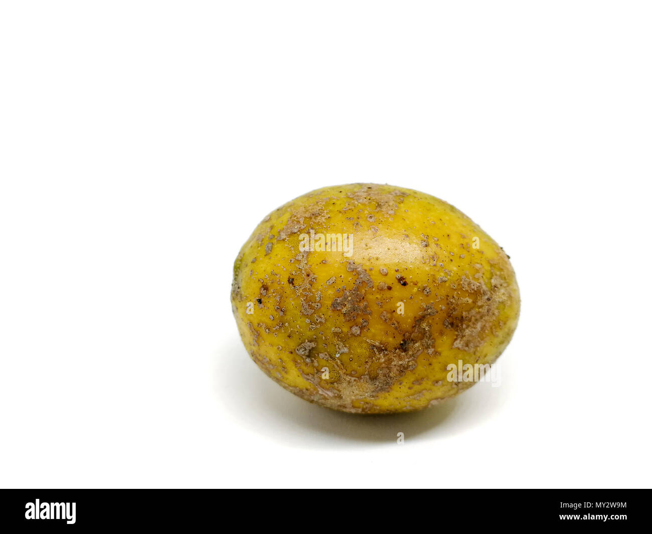 Hog Plum ( Spondias pinnata Kurz) on white background,Jew's plum ...