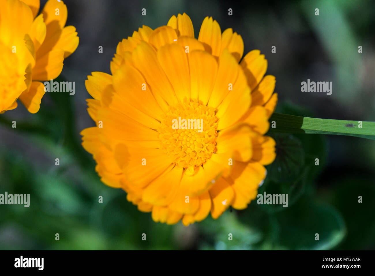 A common marigold (Calendula officinalis Stock Photo - Alamy