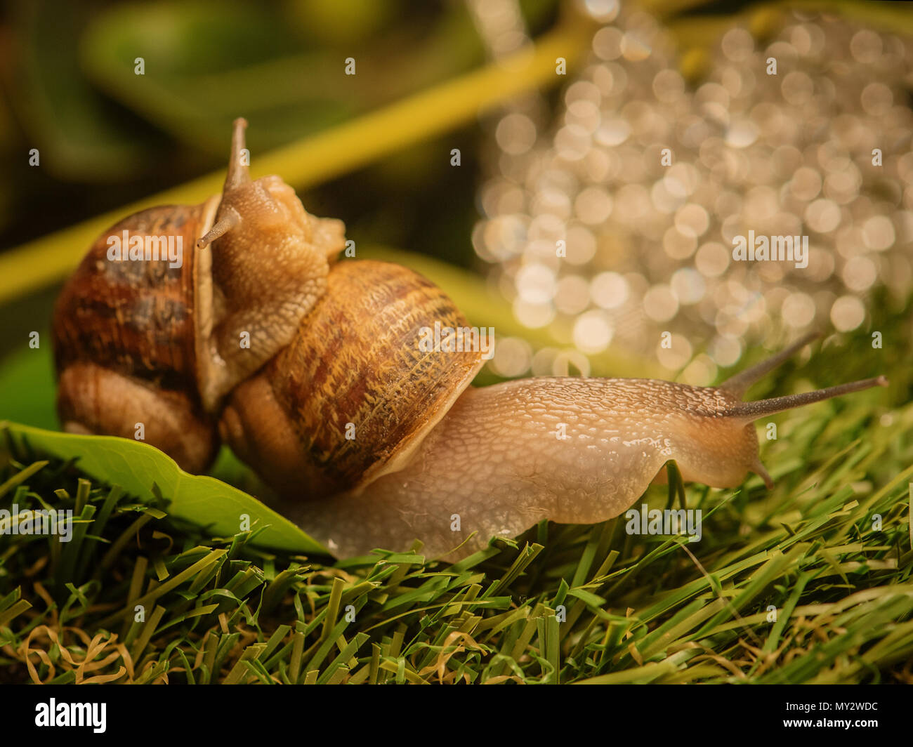 Dragging animal hi-res stock photography and images - Alamy