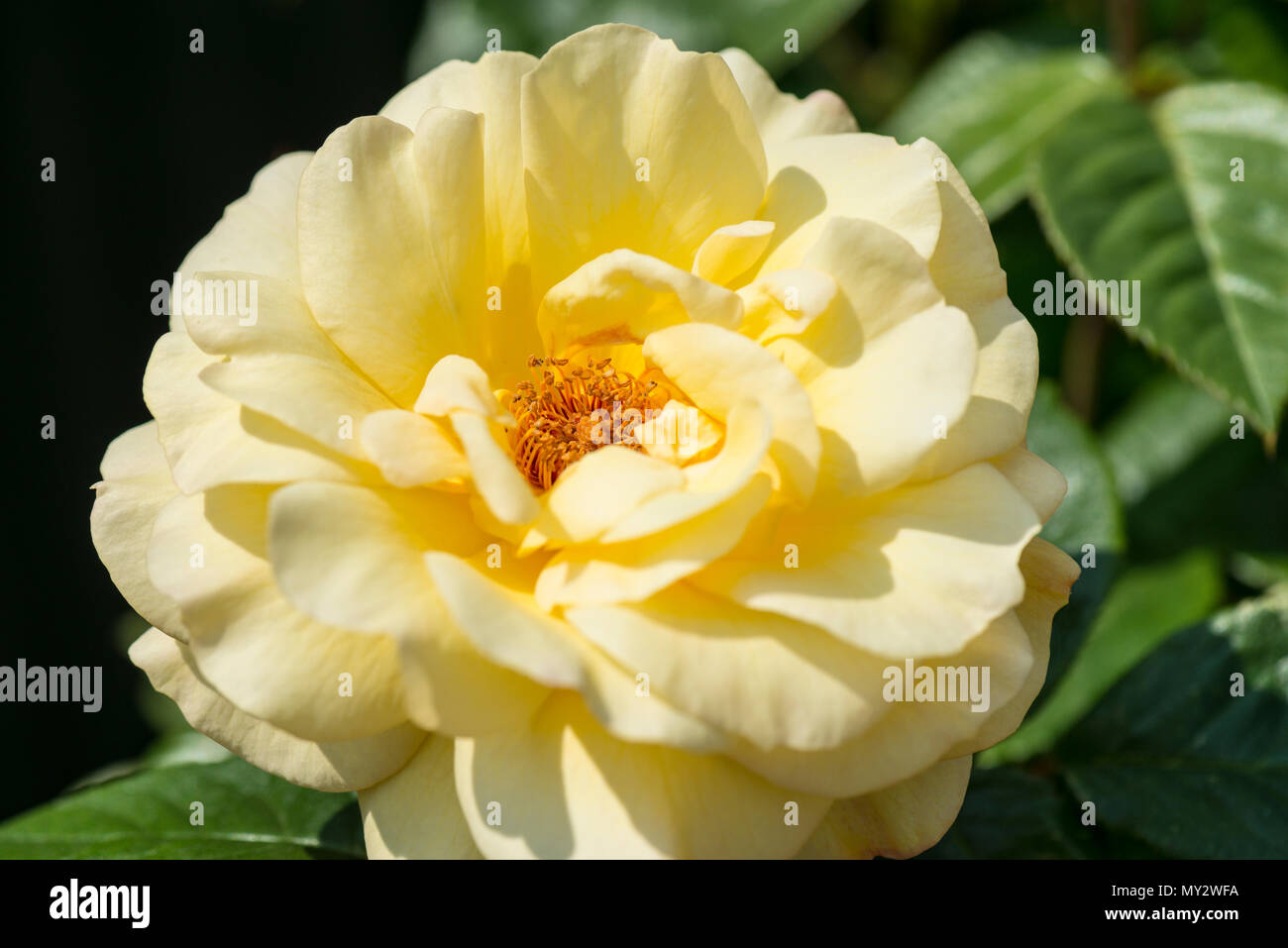 The flower of a rose 'Golden Showers' (Rosa 'Golden Showers' (Cl Stock Photo - Alamy