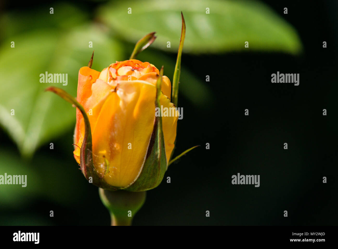 Rose golden showers hi-res stock photography and images - Alamy