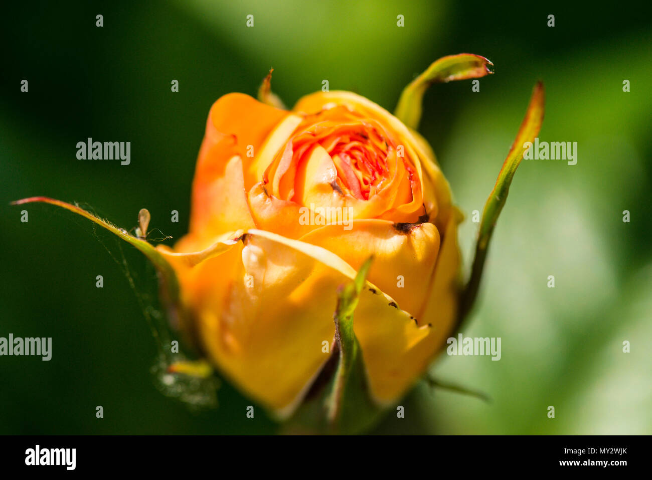 Beginning showers hi-res stock photography and images - Alamy