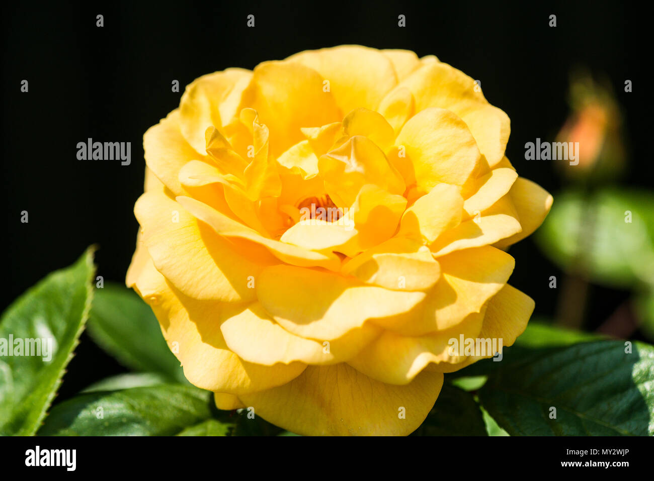 Rose golden showers hi-res stock photography and images - Alamy