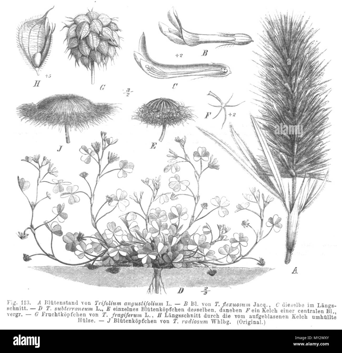 . Illustration from book . 1891. Paul Hermann Wilhelm Taubert (1862 ...