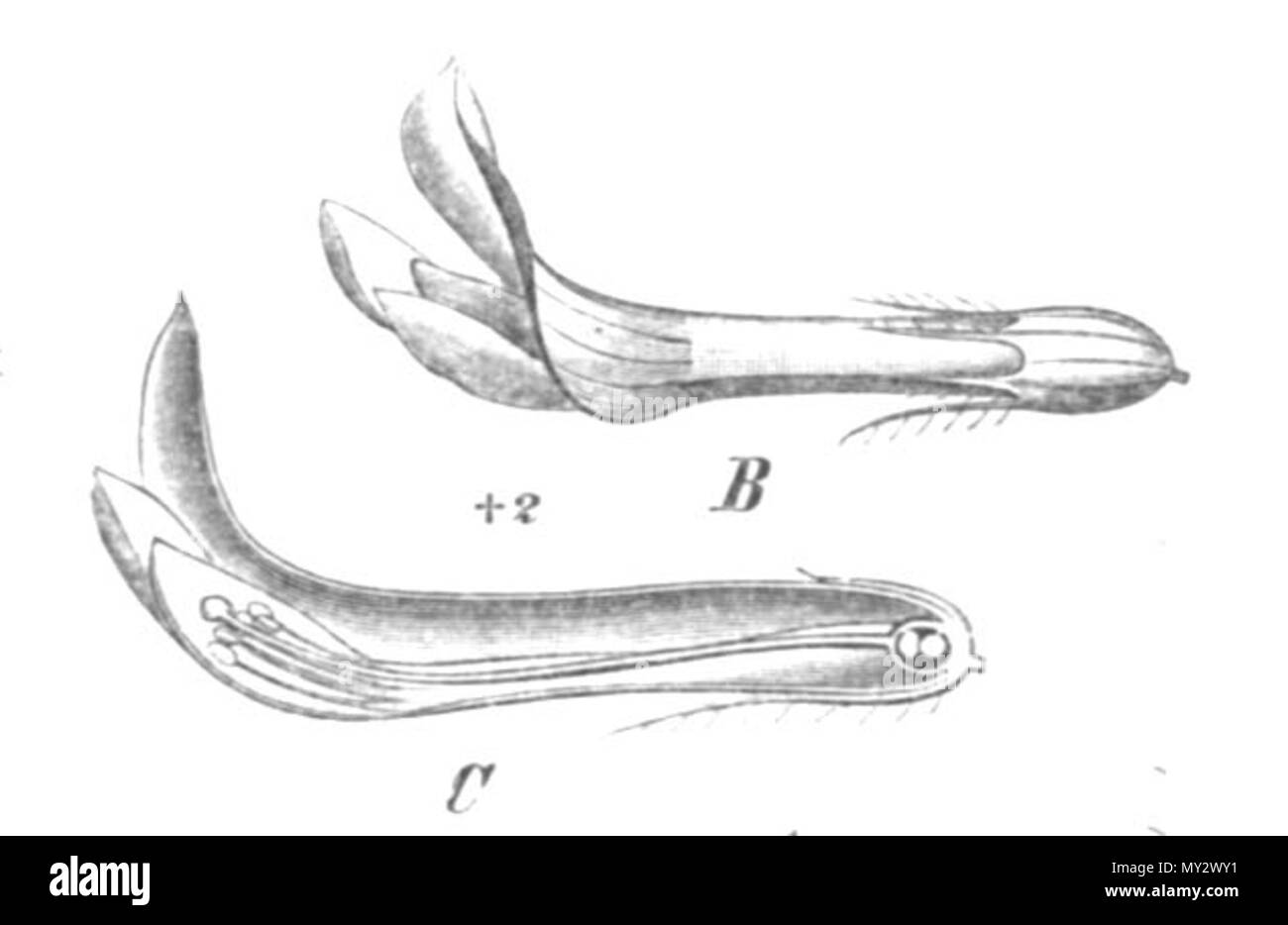 . Illustration from book . 1891. Paul Hermann Wilhelm Taubert (1862 ...