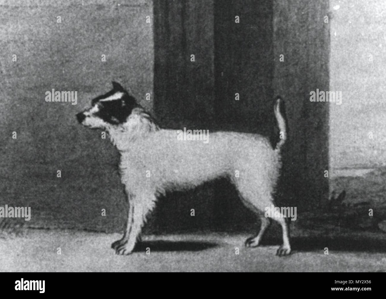 . English: Parson John (Jack) Russells first Terrier Trump. Deutsch ...