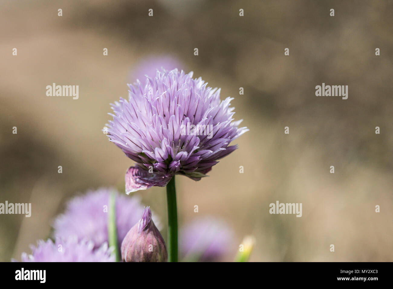 The pale purple flowers of chives (Allium schoenoprasum Stock Photo - Alamy