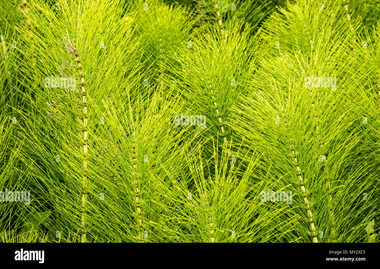 Common Horsetail Equisetum arvense plant, Suffolk, England, UK Stock ...