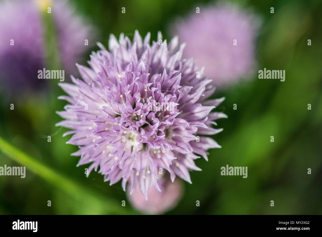 The pale purple flowers of chives (Allium schoenoprasum Stock Photo - Alamy
