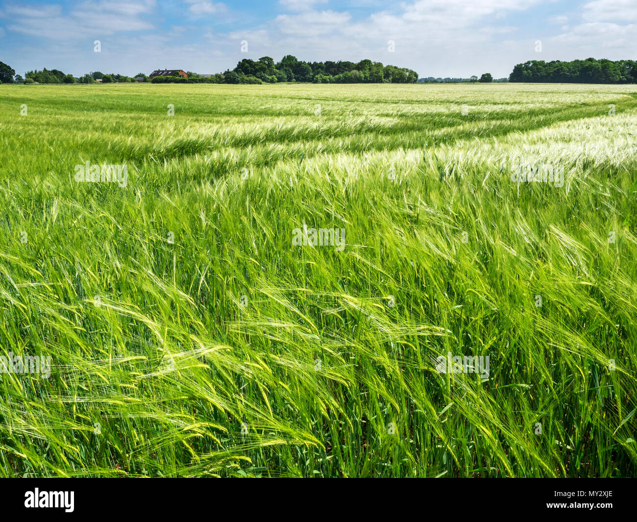 British cereal crop hi-res stock photography and images - Alamy