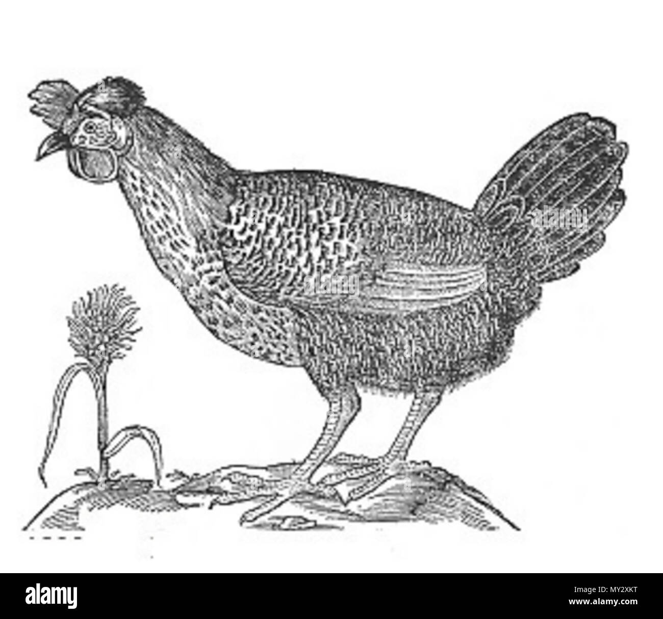 Chicken studies Black and White Stock Photos & Images - Alamy