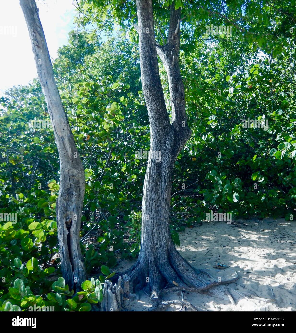 Idyllic remote spot on a beach in Martinique (Caribbean island Stock ...