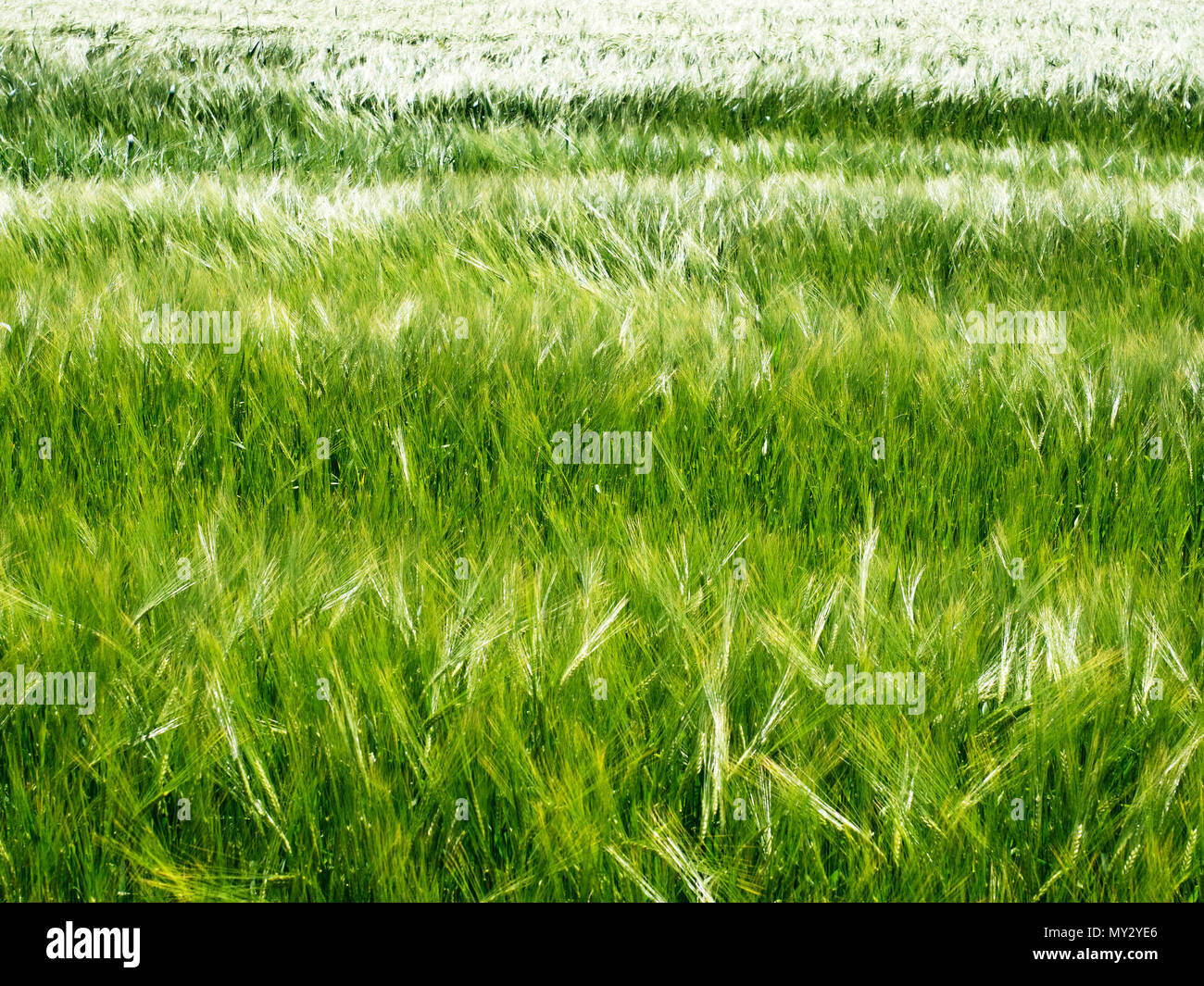 Barley texture hi-res stock photography and images - Alamy