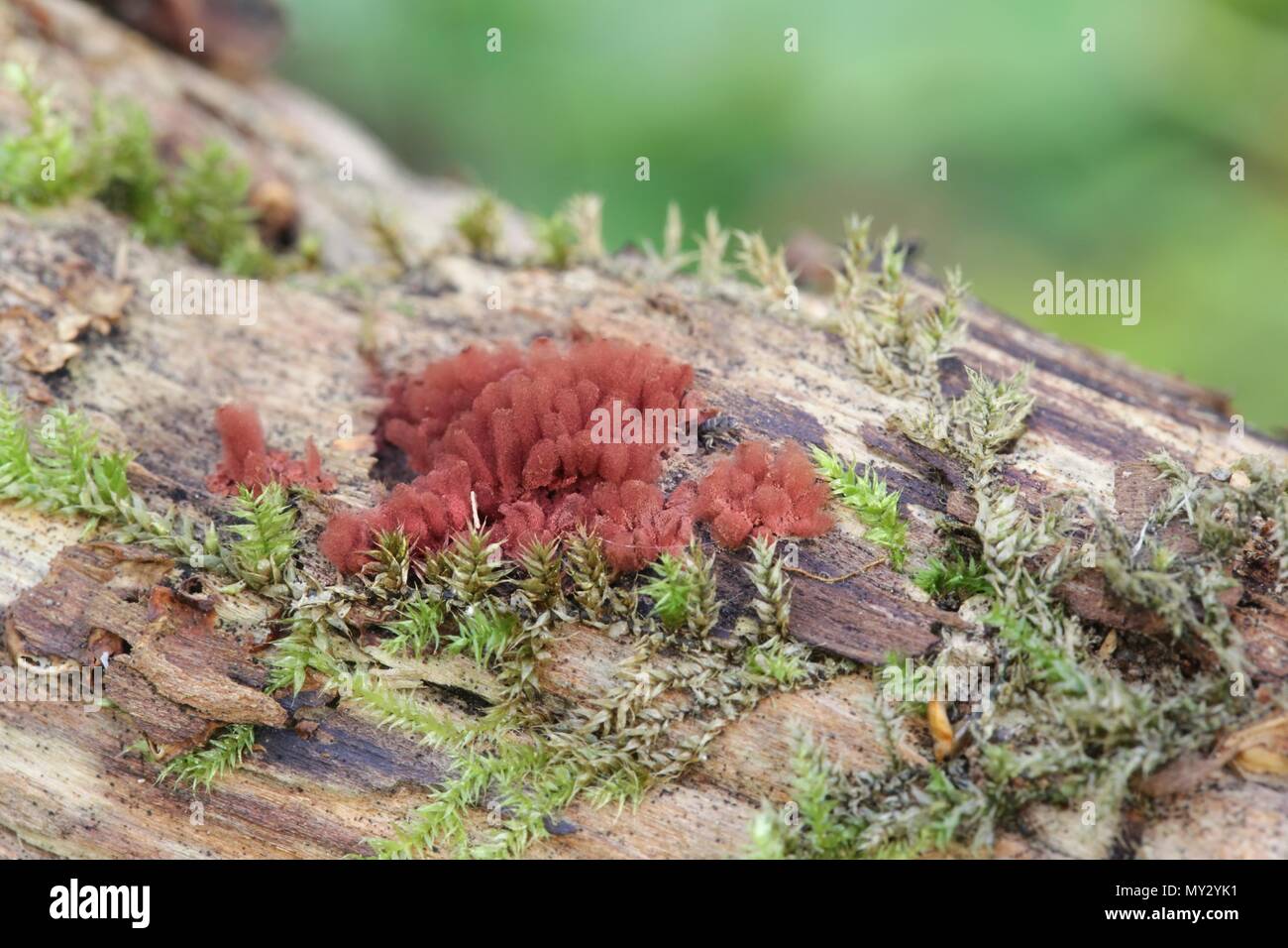 Slime moulds hi-res stock photography and images - Alamy