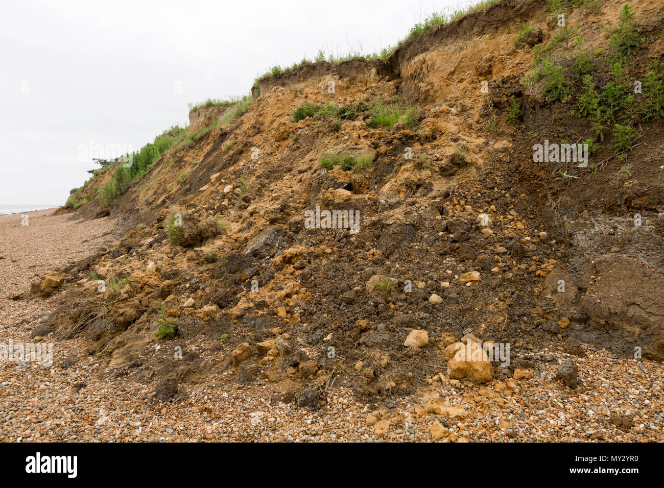 Mass movement collapse of soft clay sandy cliff, Bawdsey, Suffolk ...