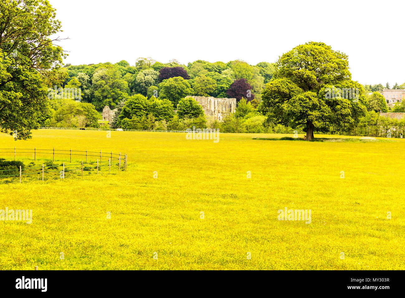 Buttercup genus hi-res stock photography and images - Alamy