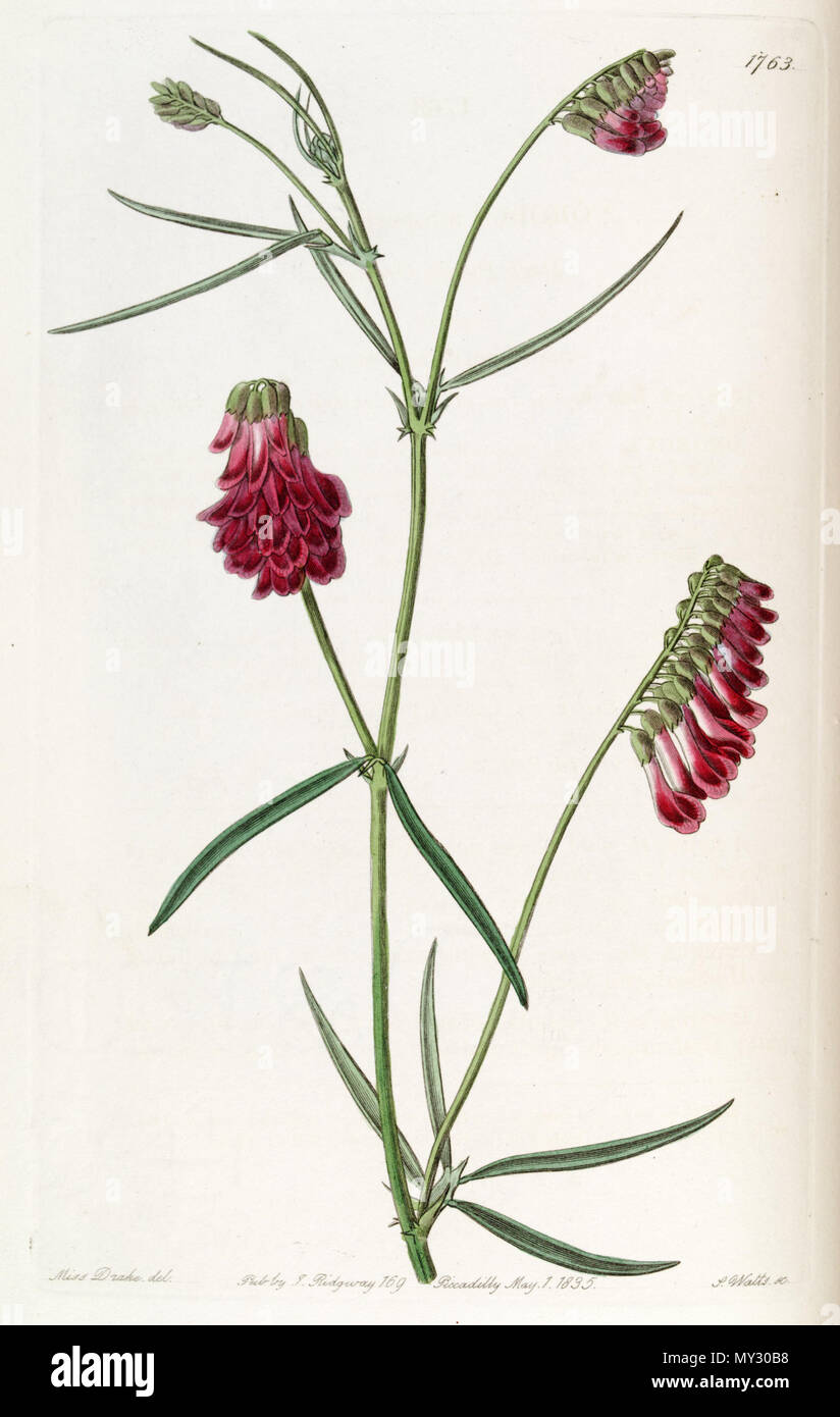. Vicia sicula . 1836. Botanical Register 549 Vicia sicula (Orobus ...
