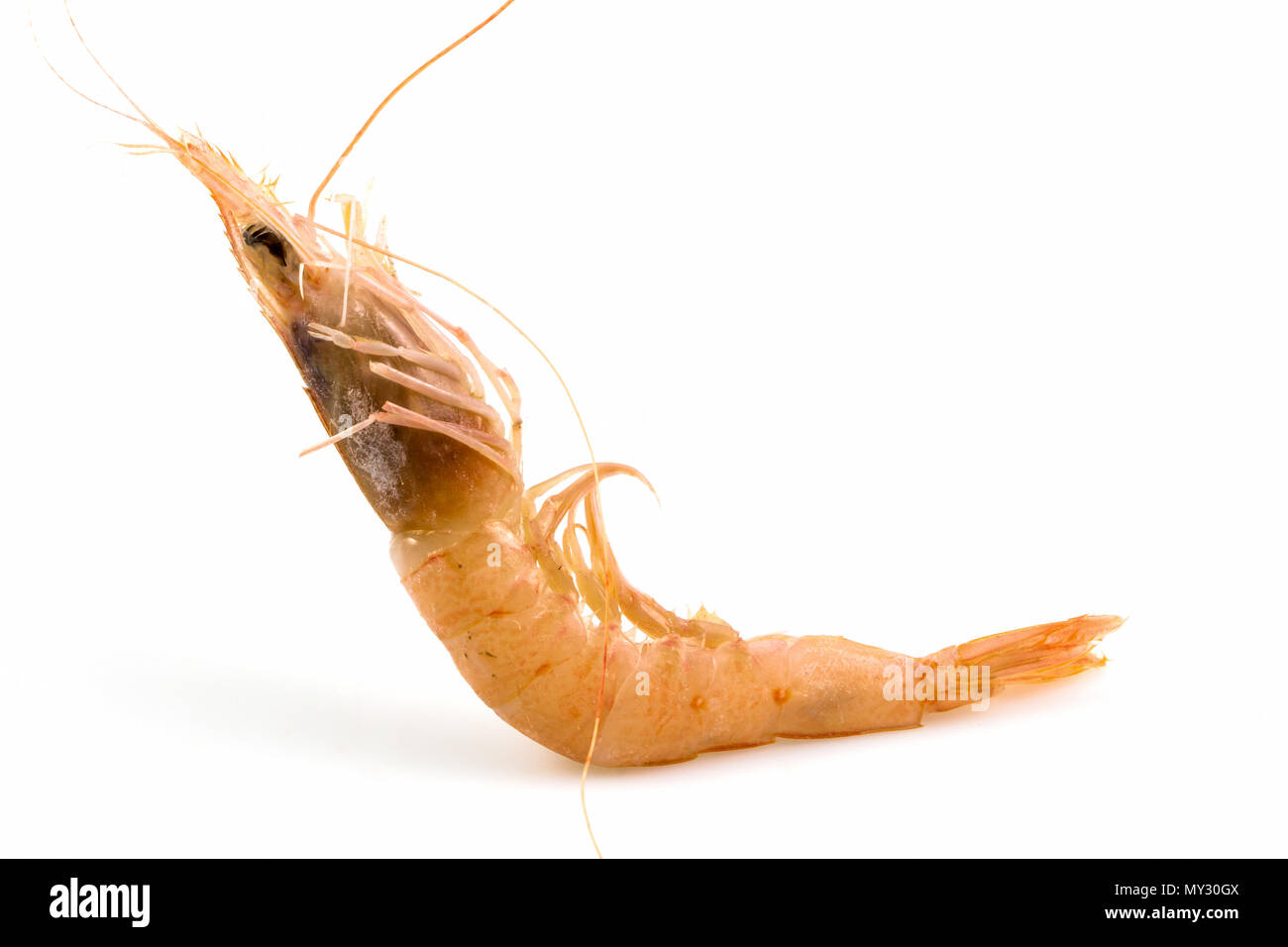 Close up shrimp isolated on white background, Fresh Shrimp on white ...