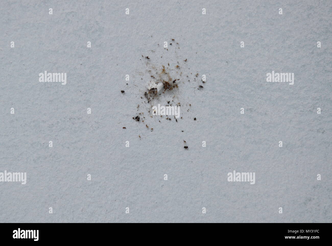 Insect carcasses in spider web on the white wall Stock Photo - Alamy