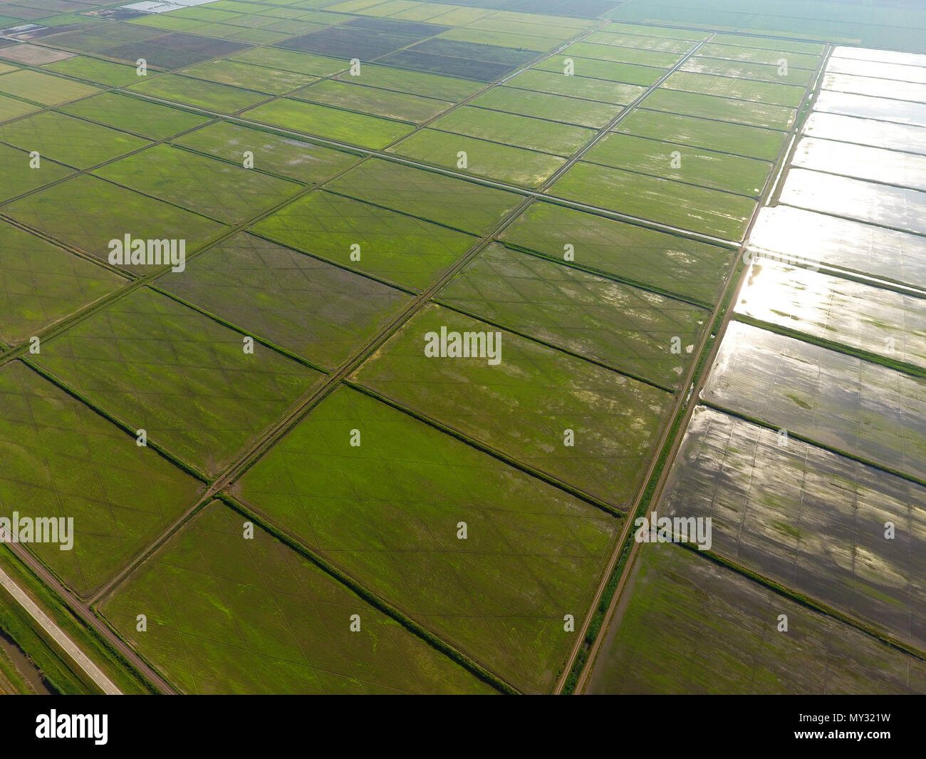 The rice fields are flooded with water. Flooded rice paddies. Agronomic ...