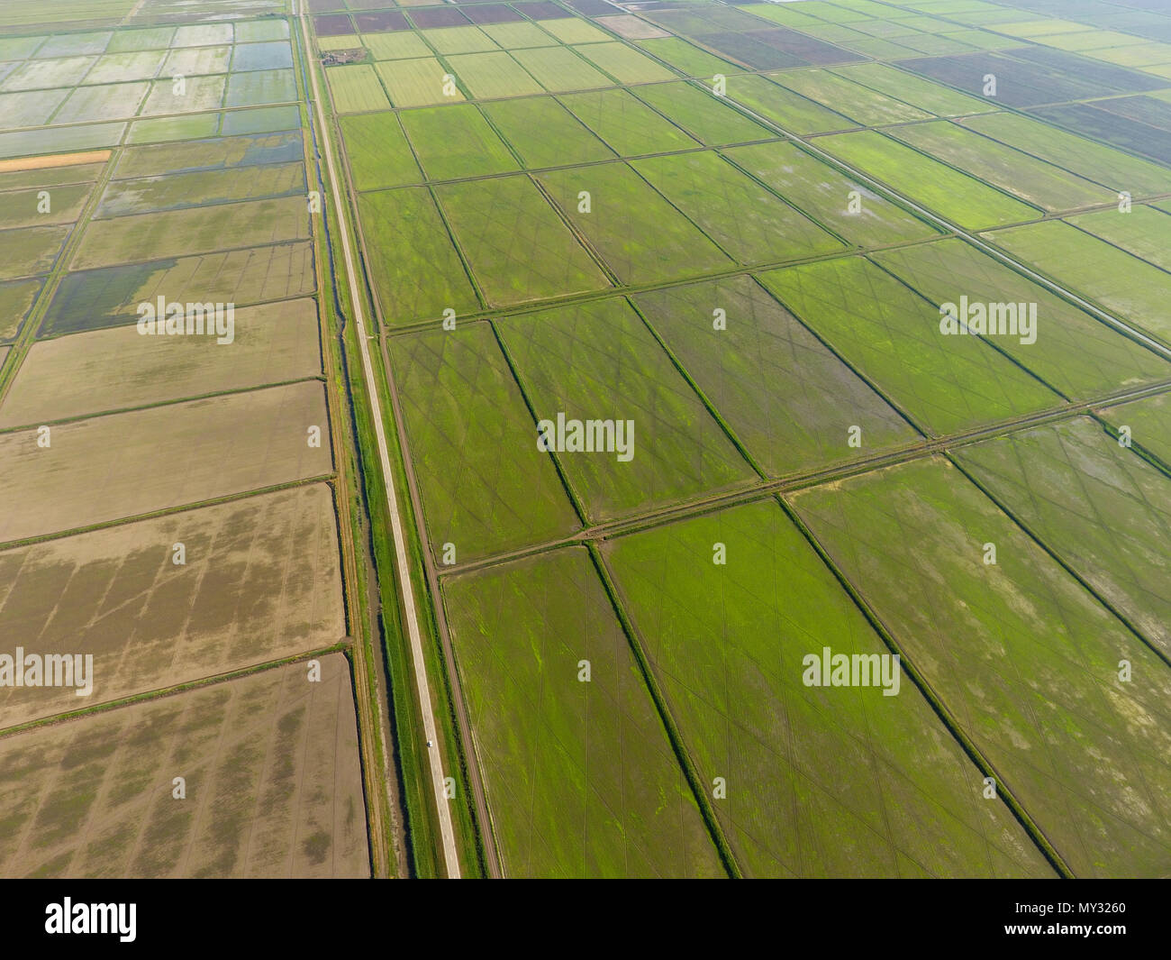 The rice fields are flooded with water. Flooded rice paddies. Agronomic ...