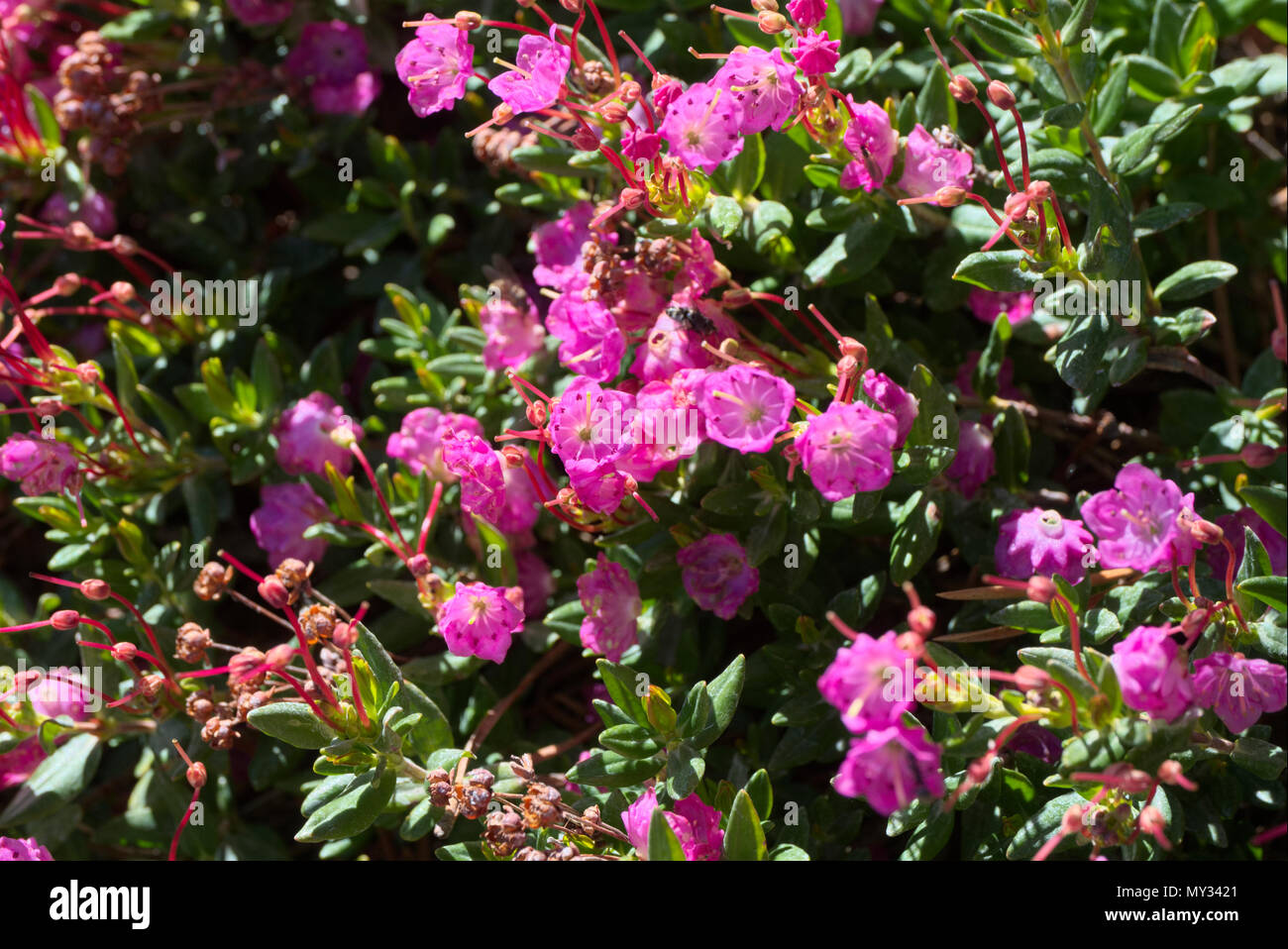 Kalmia Flower High Resolution Stock Photography and Images - Alamy
