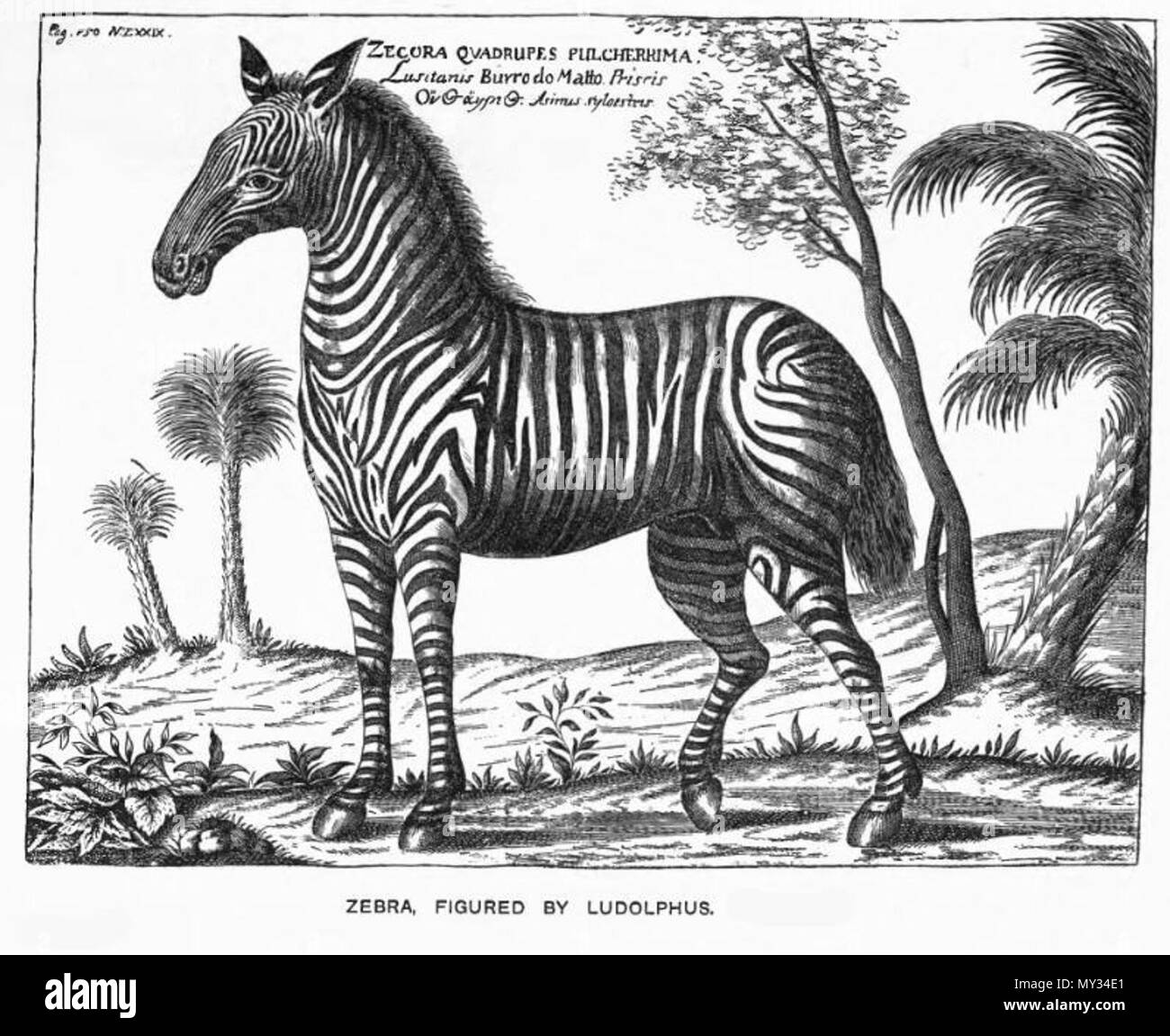 . English: Illustration of Zebra by Ludolphus . circa 1682. Ludolphus ...