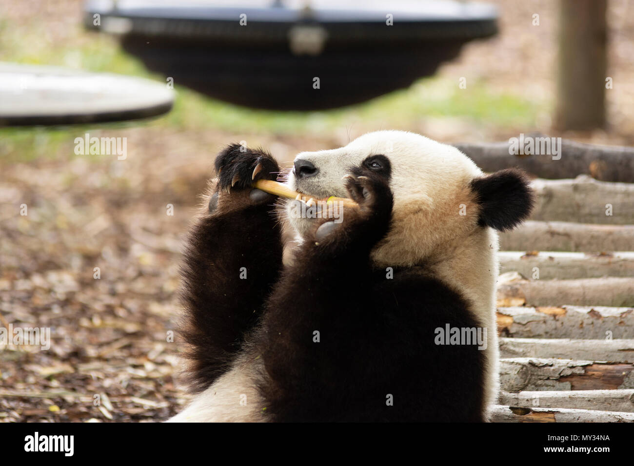 panda bear in Pairi Daiza zoo,Belgium Stock Photo - Alamy