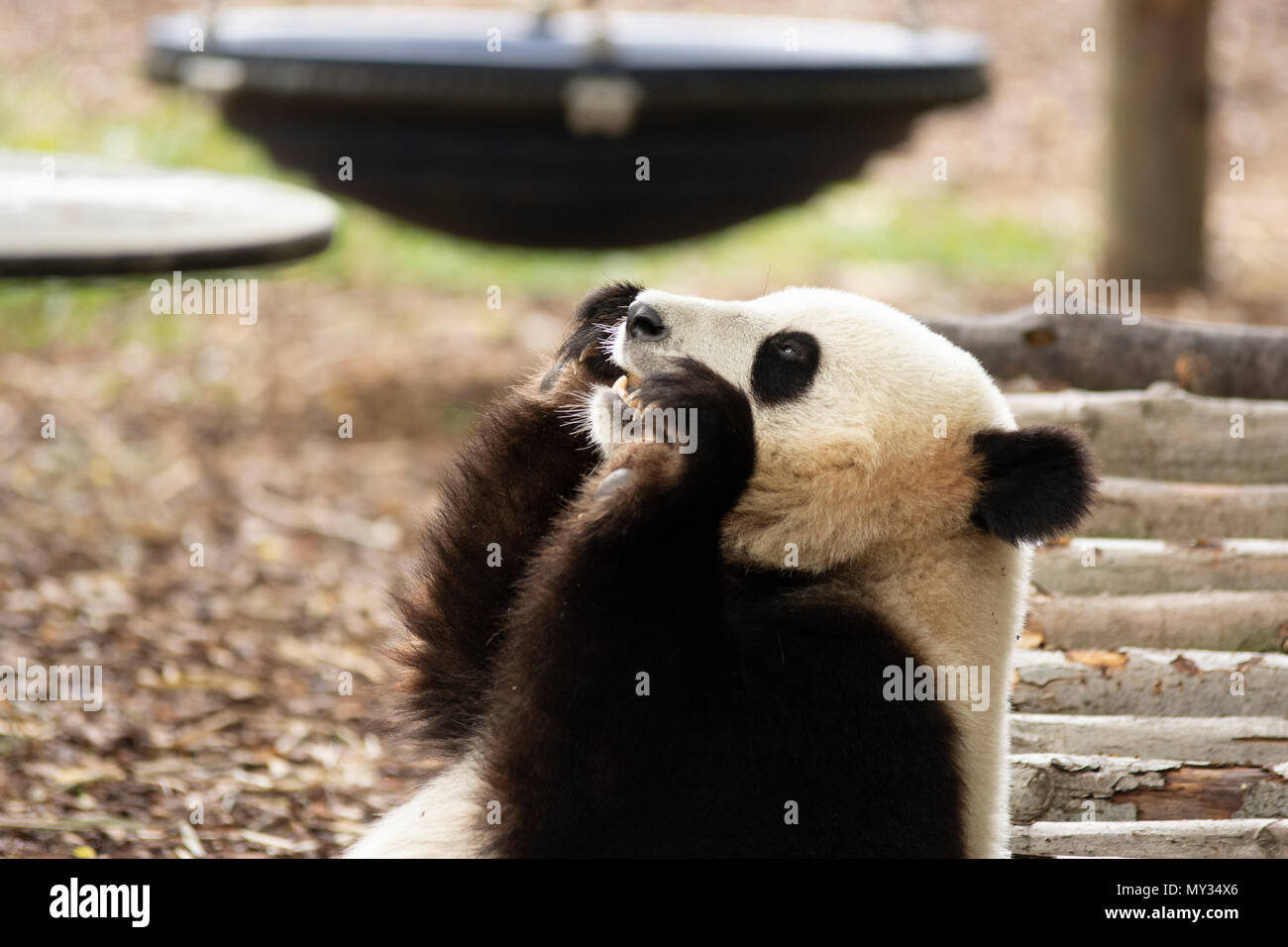 panda bear in Pairi Daiza zoo,Belgium Stock Photo - Alamy