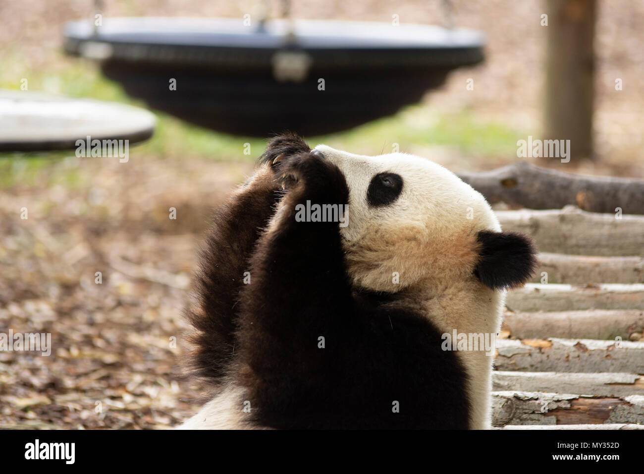 panda bear in Pairi Daiza zoo,Belgium Stock Photo - Alamy